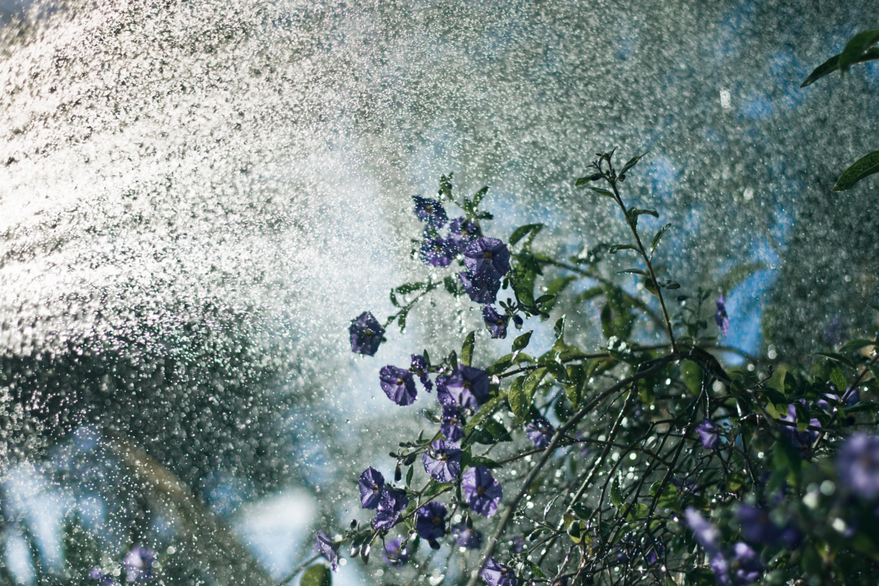 Shrub Shield Solutions | A safe solution for your shrubs